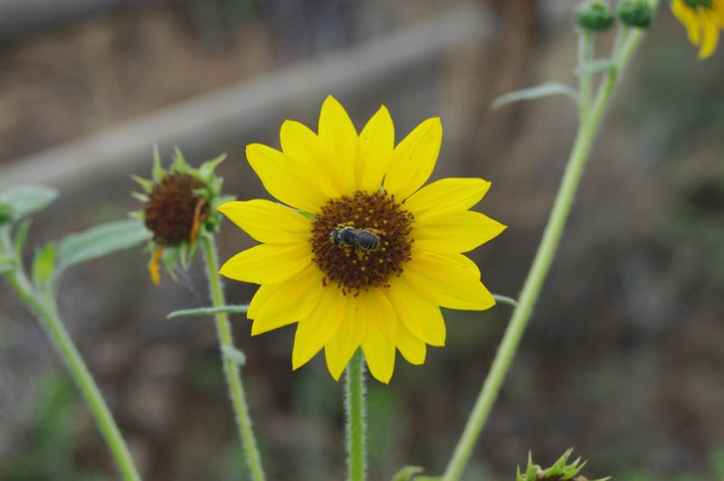 Sunflower/Bee - PentaxForums.com